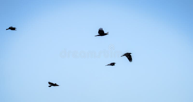 Grajos y grajos que vuelan foto de archivo. Imagen de animal - 145547670