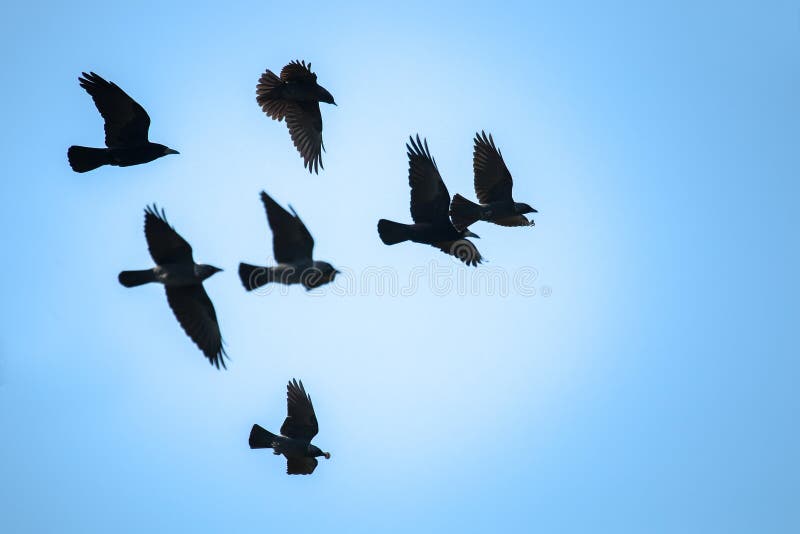 Grajos y grajos que vuelan foto de archivo. Imagen de animal - 145547670