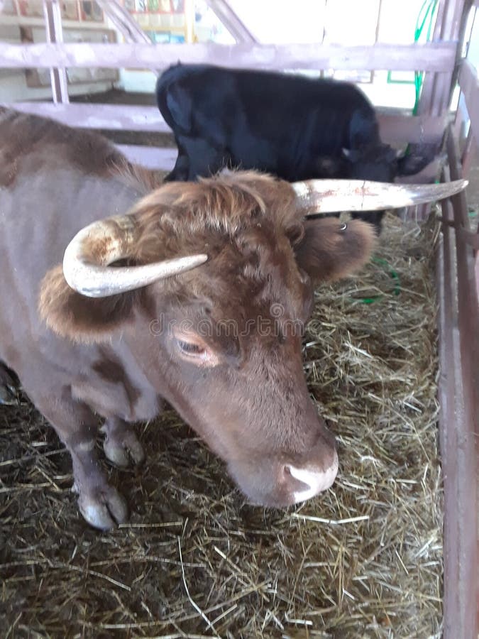 Gram Animals stock image. Image of gram, farm, animals - 135422381