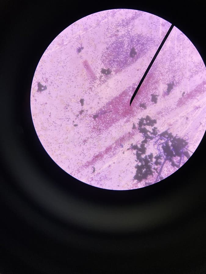 Subtilis Blue Violet Stock Photos - Free & Royalty-Free Stock Photos ...