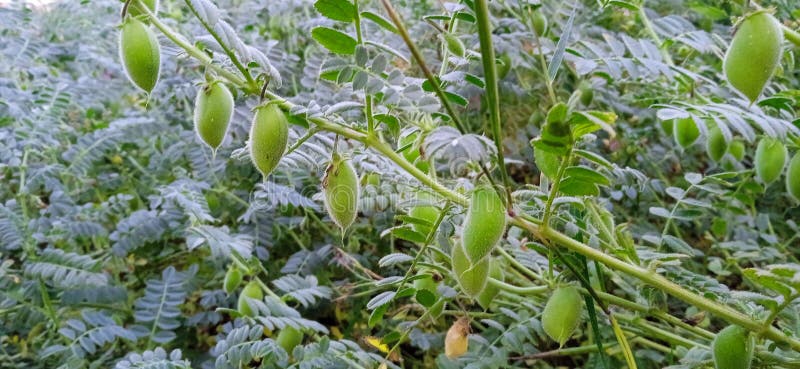 Fruits Vegetables Not To Give Horses Stock Photos - Free & Royalty-Free ...