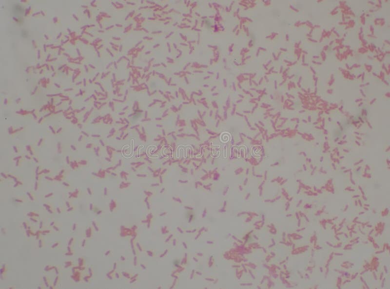 Cell Ribosome Stock Photos - Free & Royalty-Free Stock Photos from ...