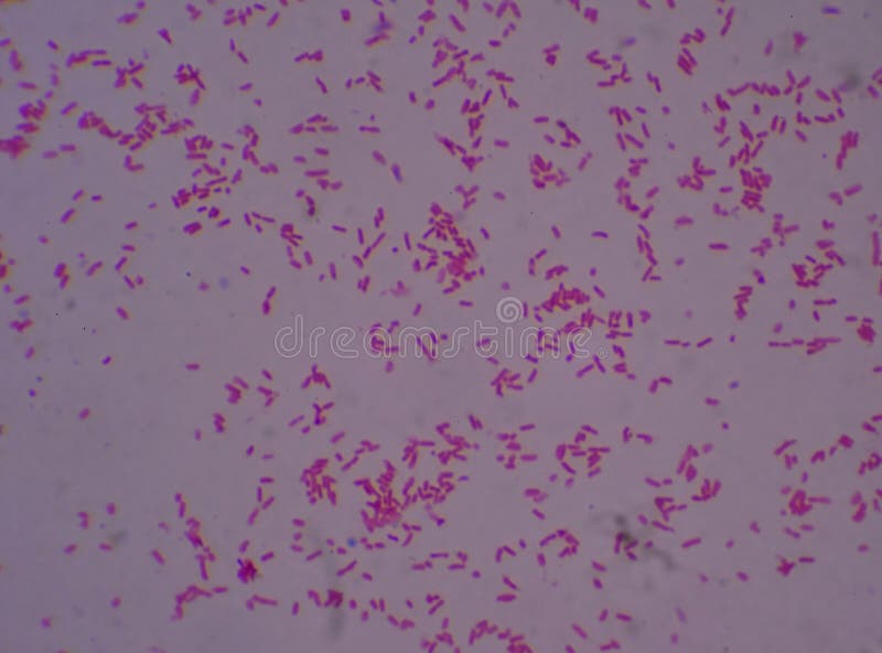 Gram Negative Bacilli