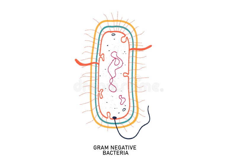 Diagram of Gram Negative Bacteria Stock Illustration - Illustration of ...