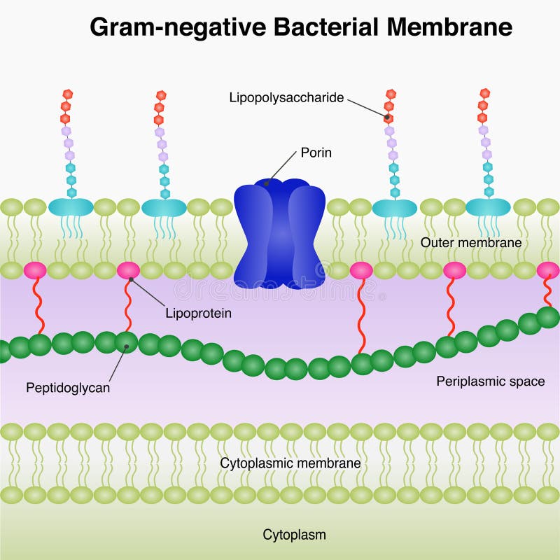 Gram-negative Bacterial Membrane Stock Vector - Illustration of poster ...