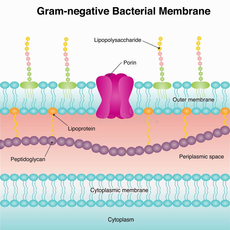 Gram-negative Bacterial Membrane Stock Vector - Illustration of ...