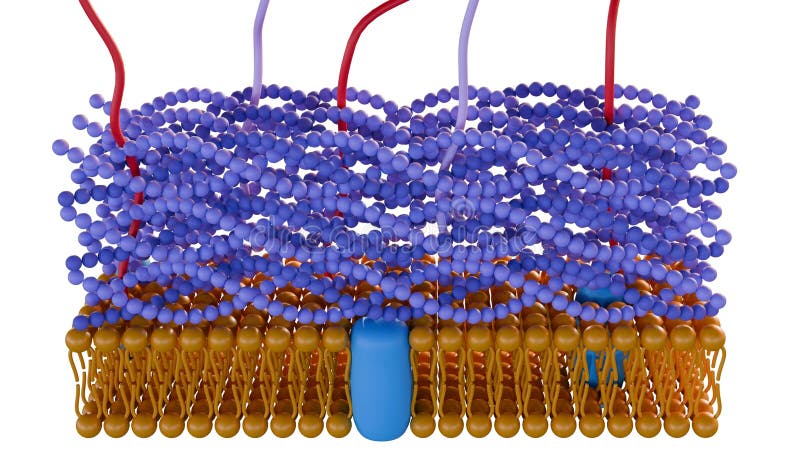 Gram Positive Bacteria Lipid Membrane Stock Illustration - Illustration ...