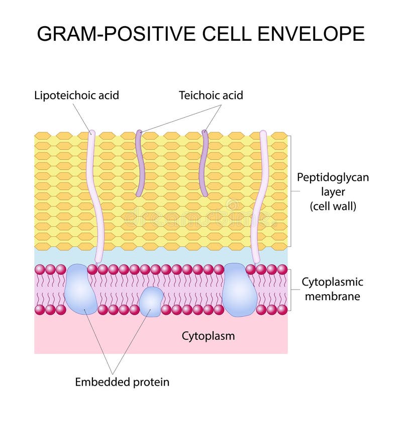 Gram Positive Bacterial Cell Wall Stock Vector - Illustration of cell ...