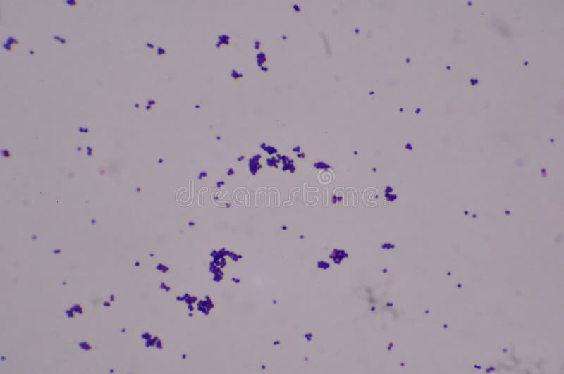 Coccus Microscope