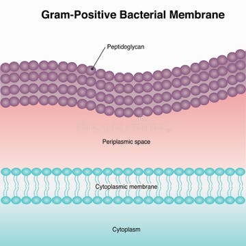 Gram Positive Bacterial Membrane Structure Diagram Stock Vector ...