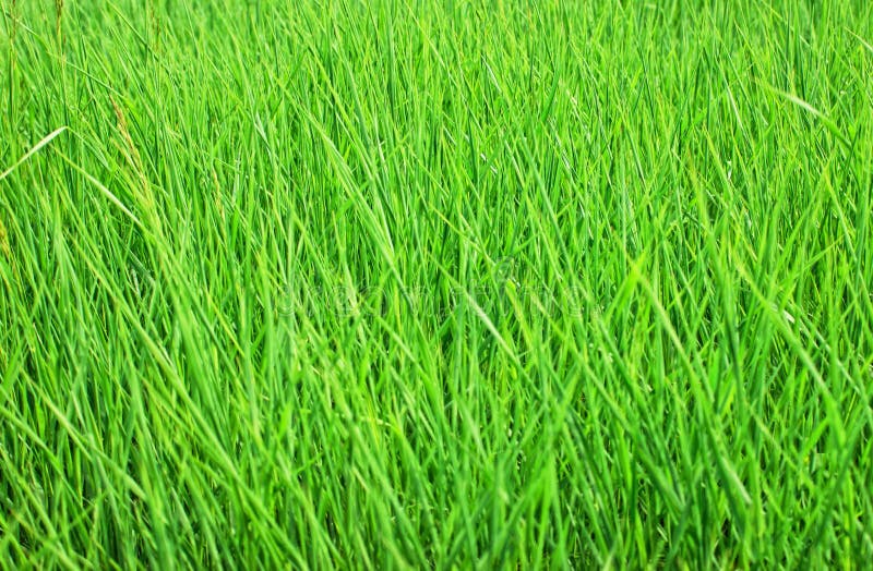 Grama bonita imagem de stock. Imagem de campo, grama - 14474835