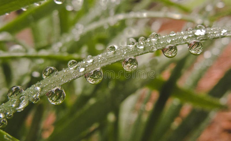 Orvalha imagem de stock. Imagem de nave, brilhante, lifestyle - 32642155