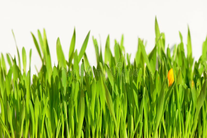 Grama de Easter imagem de stock. Imagem de mola, amarelo - 13681469