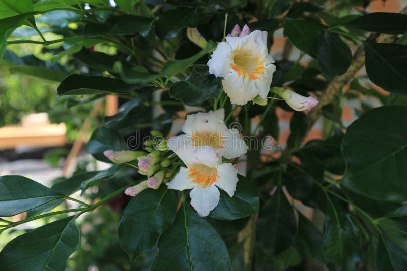 Grama De Flor Natural Jardim Verde Imagem de Stock - Imagem de jardim ...