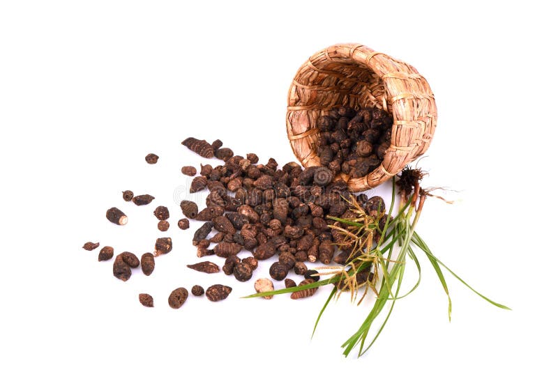 A Grama De Porca, Coco Grama O Rotundus L Do Cyperus Imagem de Stock ...