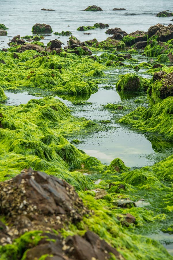 Grama do mar foto de stock. Imagem de tranquilo, riff - 38396688