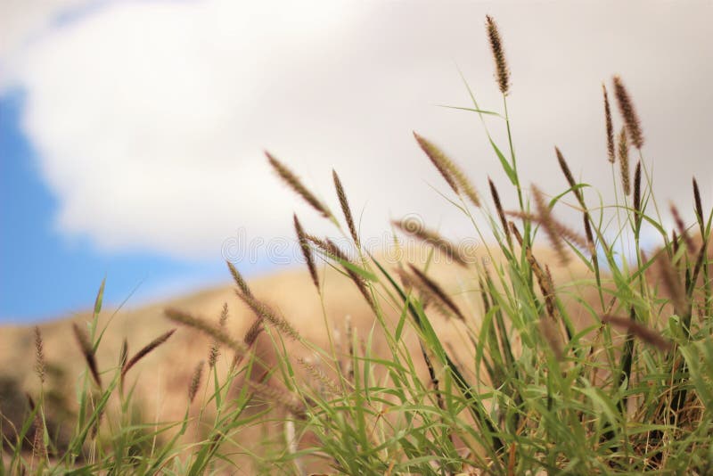 Grama Peludo Da Cauda De Gato Foto de Stock - Imagem de pelaria, nave ...