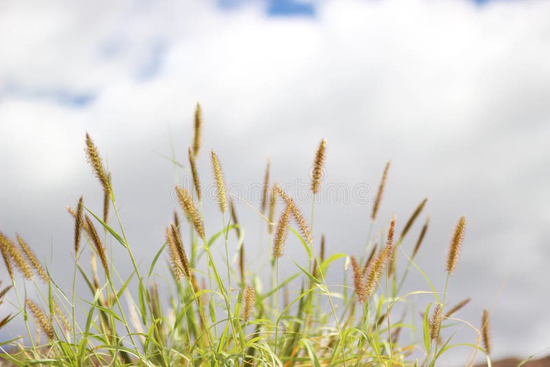 Grama Peludo Da Cauda De Gato Foto de Stock - Imagem de exterior ...