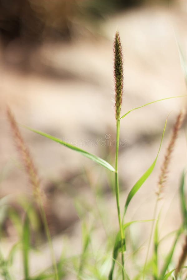 Grama Peludo Da Cauda De Gato Foto de Stock - Imagem de exterior ...