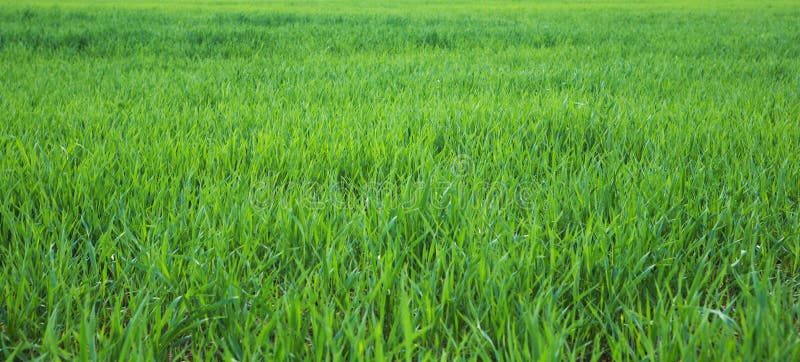 Grama verde foto de stock. Imagem de ninguém, grama, vibrante - 10185412
