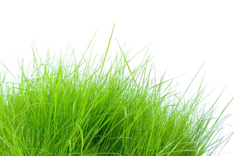 Grama verde foto de stock. Imagem de isolado, campo, saturado - 22807618