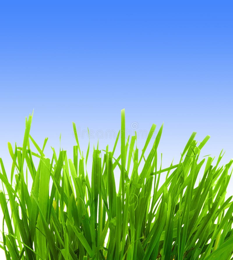 Grama verde foto de stock. Imagem de brilhante, solo, raiz - 5035206