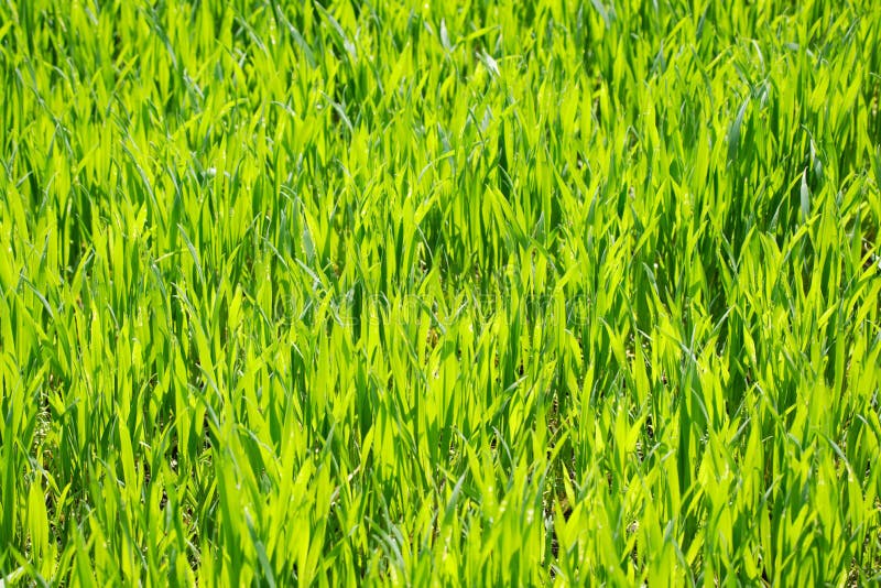 Grama verde imagem de stock. Imagem de crescimento, exterior - 5156787