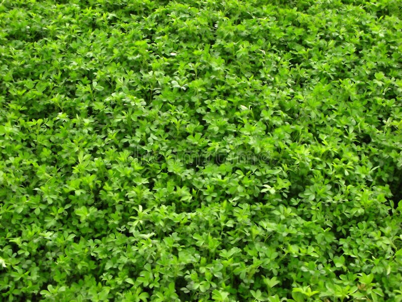 Grama verde imagem de stock. Imagem de parque, botânica - 5416699