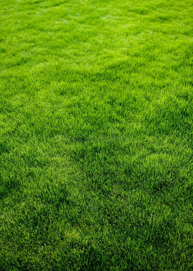 Textura Do Macro Da Grama Verde Imagem de Stock - Imagem de crescimento ...