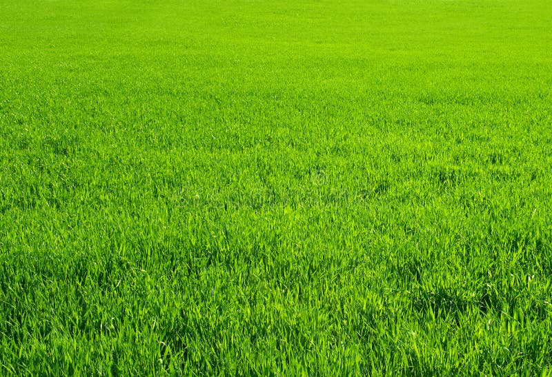 Grama verde foto de stock. Imagem de ninguém, grama, vibrante - 10185412