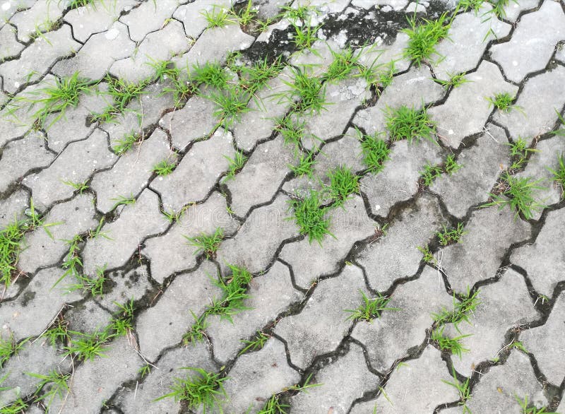 Grama Verde No Passeio Do Bloco De Cimento Imagem de Stock - Imagem de ...