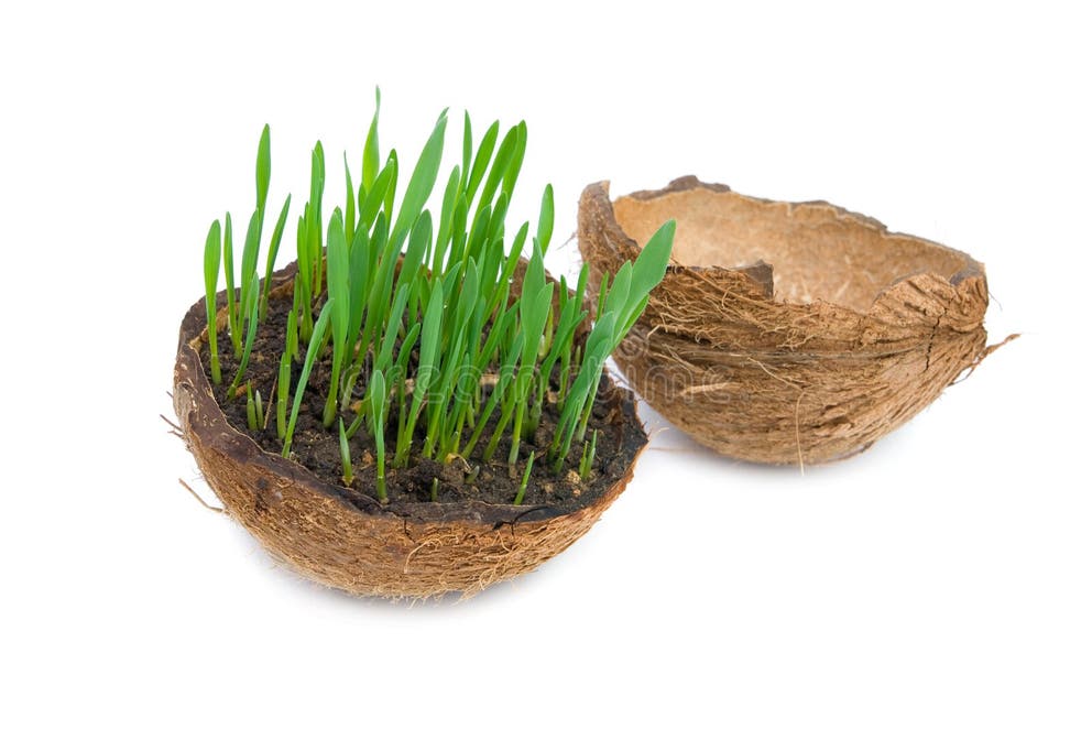 Grama Verde Que Cresce Do Coco Rachado. Foto de Stock - Imagem de ...