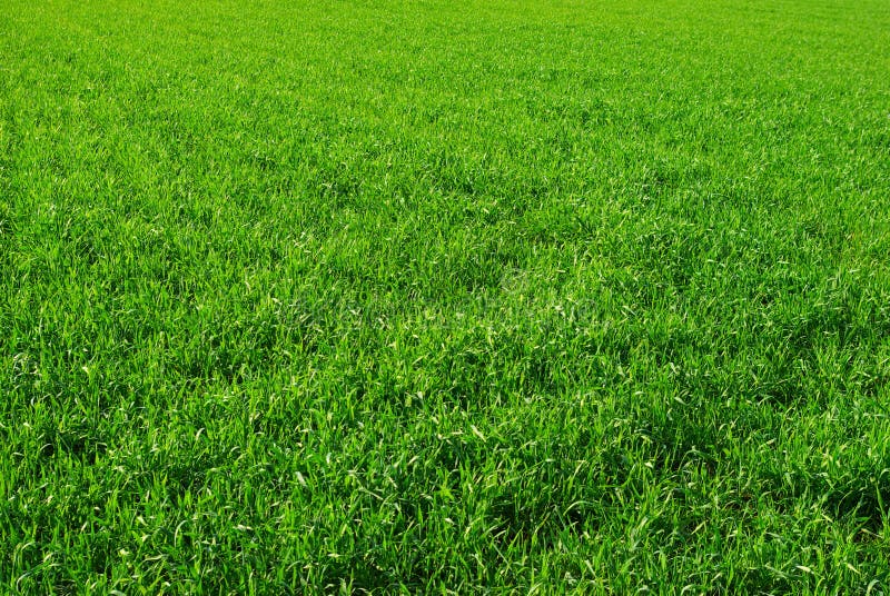 Grama verde imagem de stock. Imagem de gramado, grama - 262380005