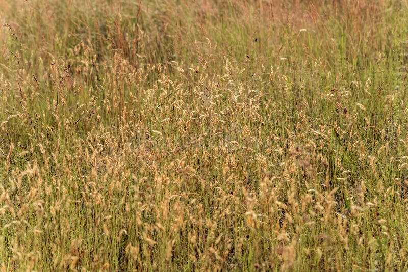 Gramineae in the Meadow stock photo. Image of gramineae - 95182110