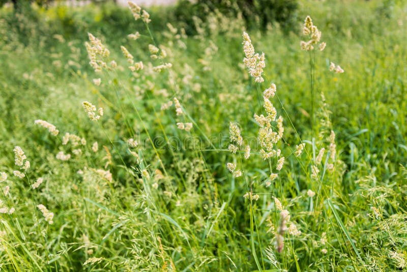 Gramineae in the Meadow stock image. Image of gramineae - 41241587