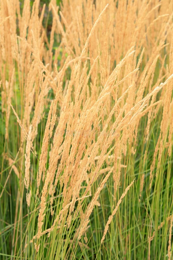 Gramineous stock photo. Image of traslasierra, clouds - 56301636