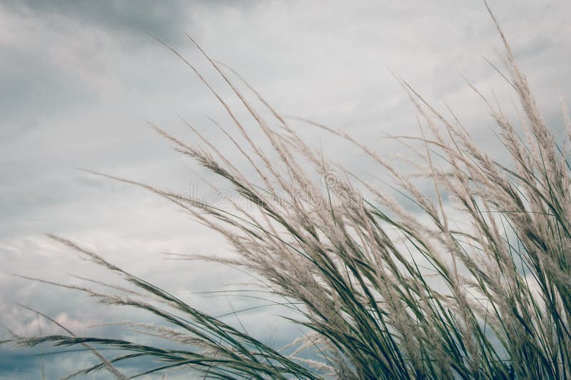 Gramineous stock photo. Image of traslasierra, clouds - 56301636