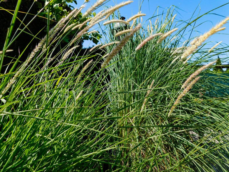 Gramineous. Wild Grass Close-up, with a Background of Blue Sky and a ...