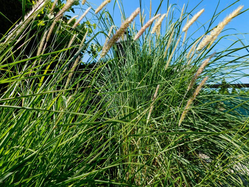 Gramineous. Wild Grass Close-up, with a Background of Blue Sky and a ...