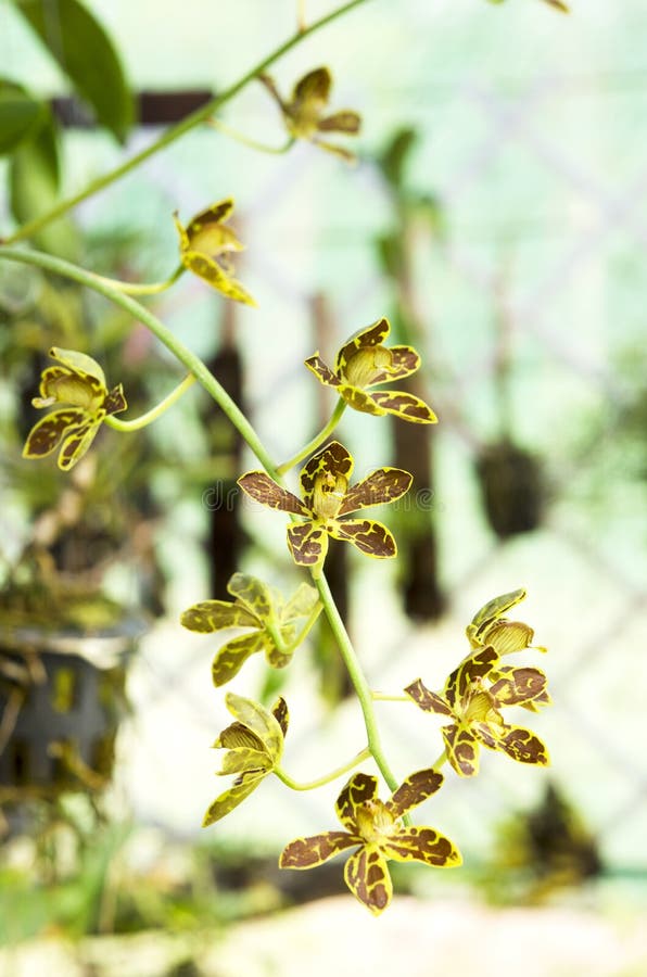 Grammatophyllum Scriptum Orchids. Stock Photo - Image of leaf, white ...