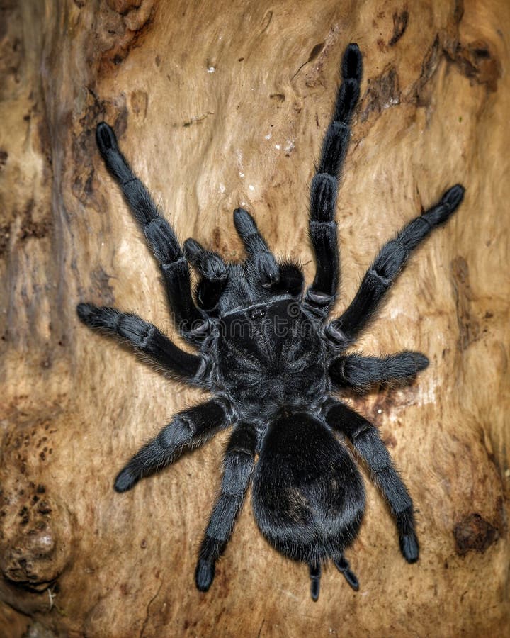 Grammostola pulchra stock photo. Image of tarantula - 258112788