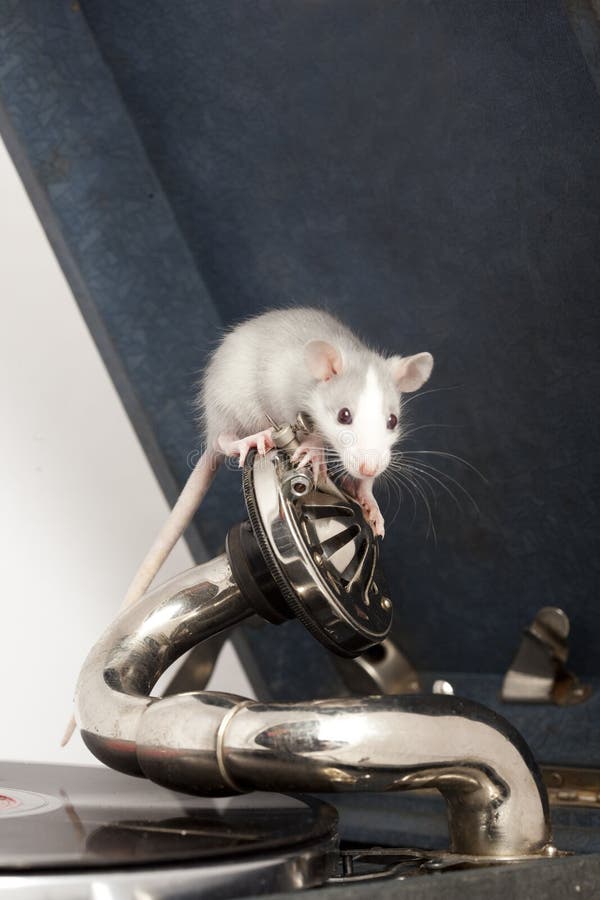 Gramophone and rat stock image. Image of history, shiny - 12549183