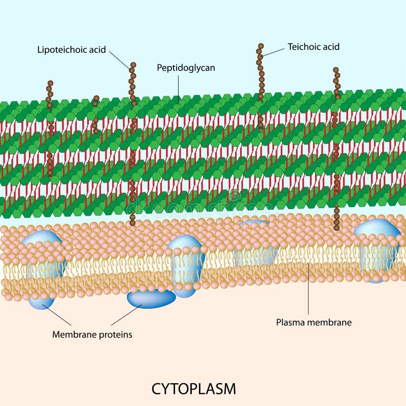 Grampositieve En Negatieve Bacteriën Vector Illustratie - Illustration ...