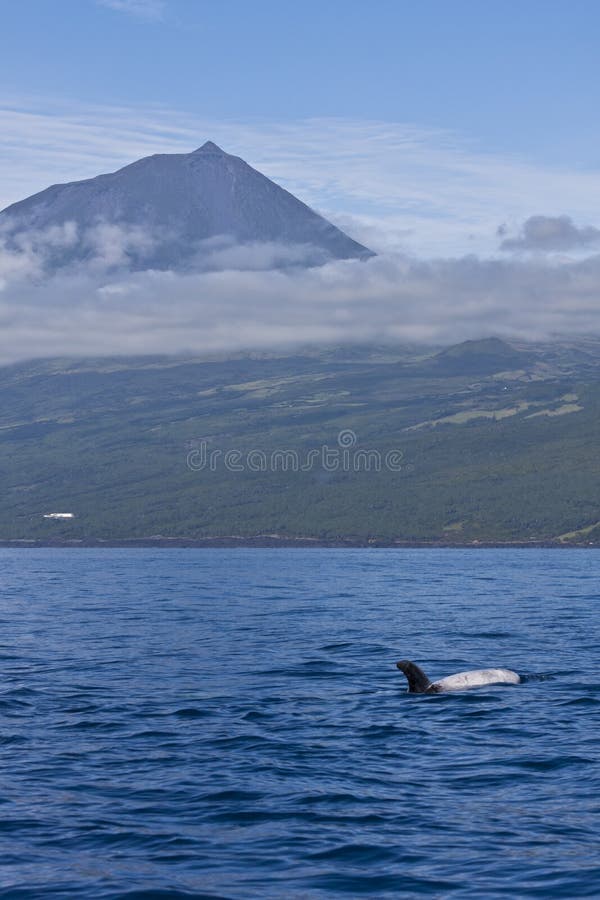 Grampus Griseus (delfino Del Risso) Fotografia Stock - Immagine di ...