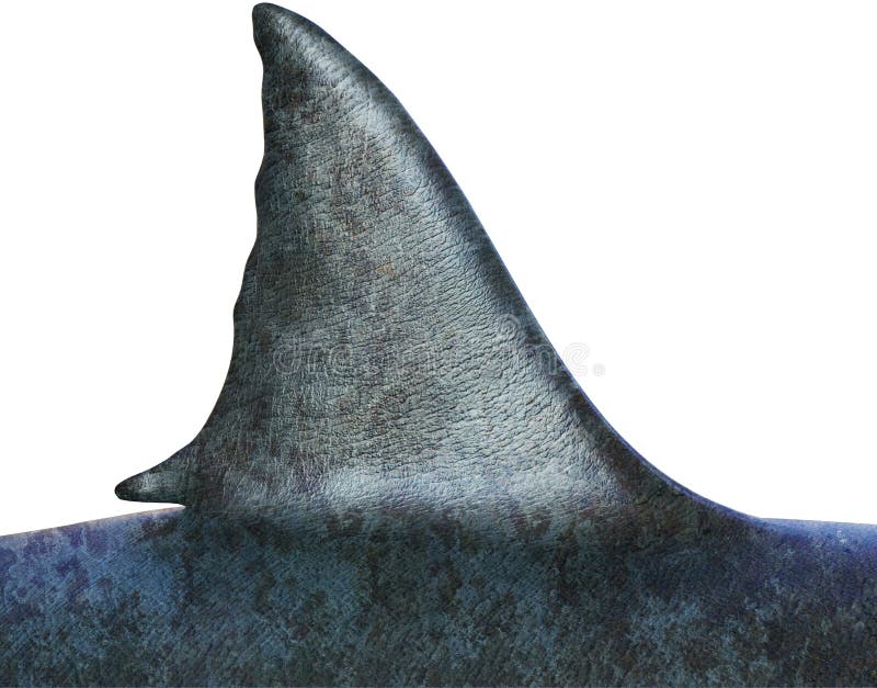Gran Aleta Del Tiburón Blanco, Aislada Imagen de archivo - Imagen de ...