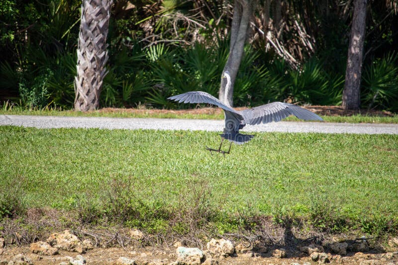 Gran Ave Garza Gris Sobrevolando Un Campo De Hierba Foto de archivo ...