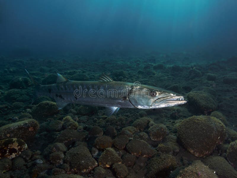 Gran Barracuda Sphyraena Barracuda Imagen de archivo - Imagen de grande ...