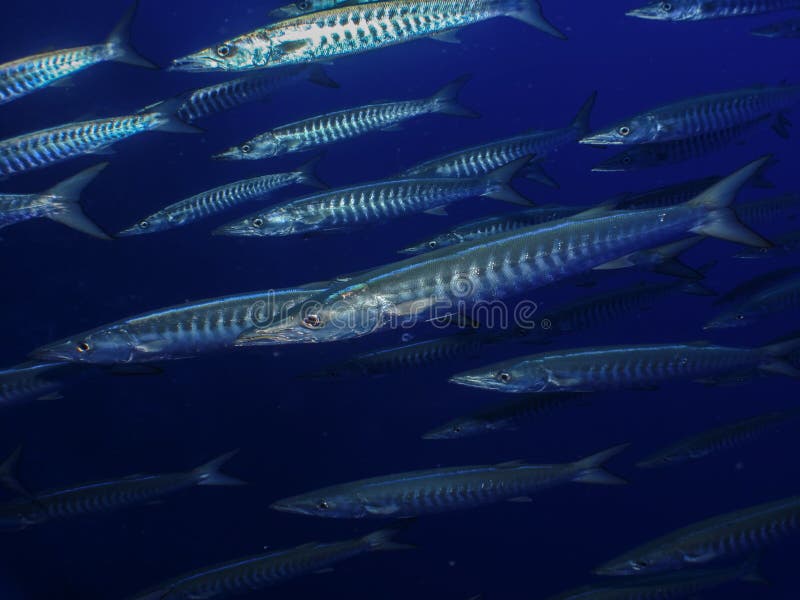 Gran Barracuda Sphyraena Barracuda Imagen de archivo - Imagen de grande ...