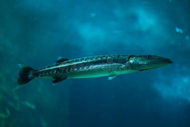 Gran Barracuda Y X28; Barracuda& X29 Del Sphyraena; Imagen de archivo ...