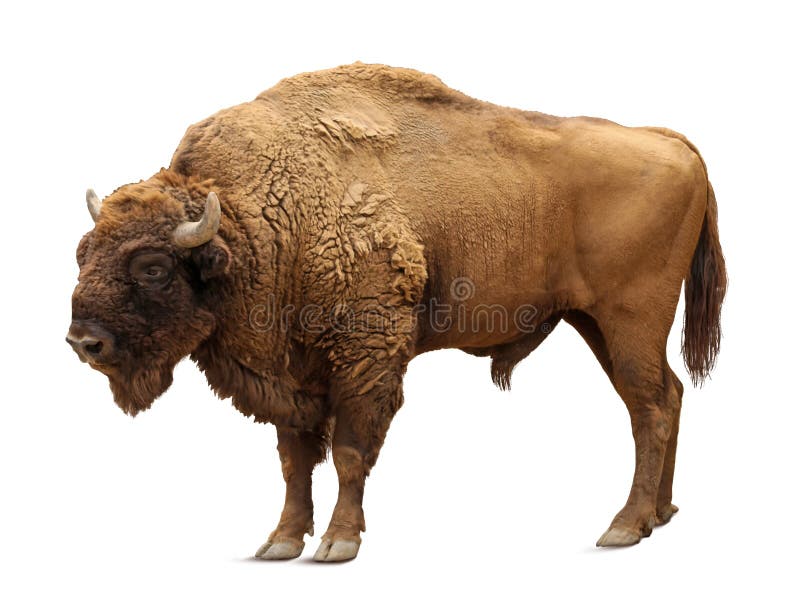 Gran Bisonte Con Fondo Blanco. Animal Salvaje Imagen de archivo ...
